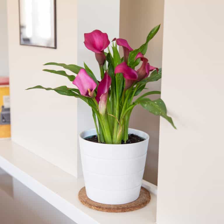How to Grow Lilies Indoors? Step By Step Guide