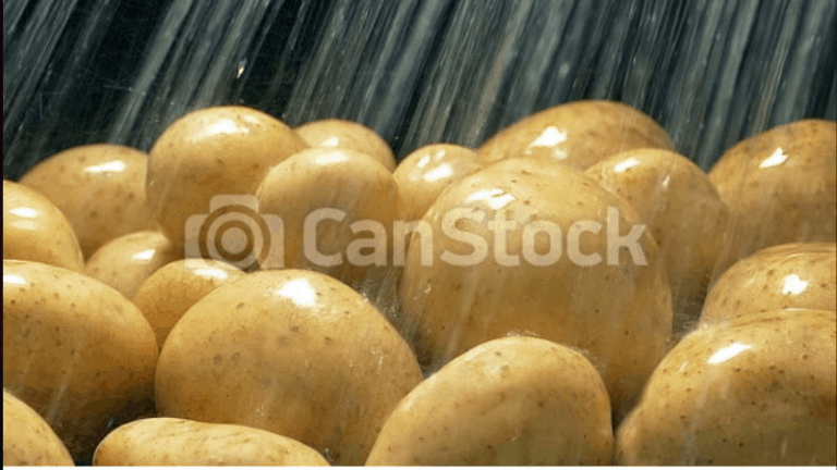 How to Grow Potatoes with Vegetative Propagation
