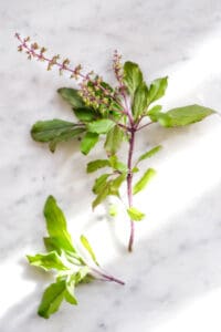 Why Does Tulsi Plant Die In Winter? How to Revive a Dying Tulsi Plant?