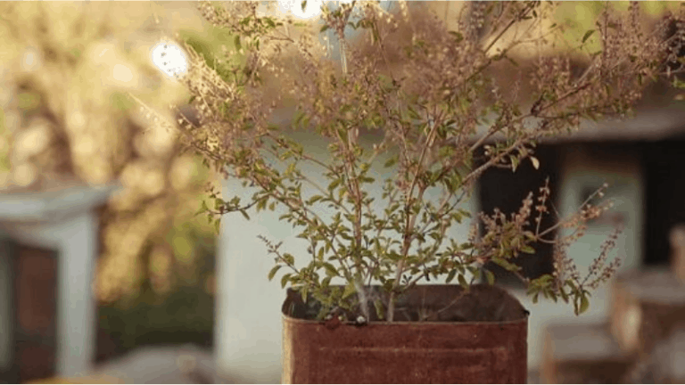 Why Does Tulsi Plant Die In Winter? How to Revive a Dying Tulsi Plant?