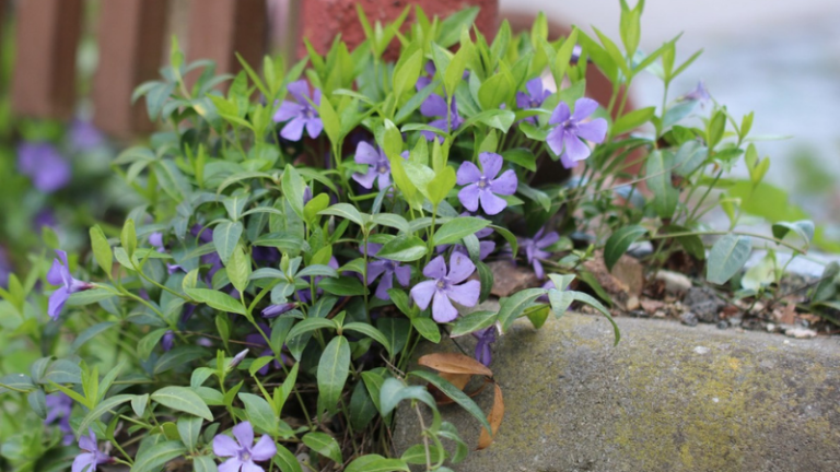 How To Grow Periwinkle or Vinca Minor | The Ultimate Guide