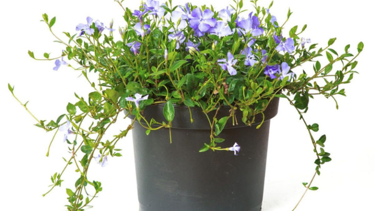 How To Grow Periwinkle or Vinca Minor | The Ultimate Guide
