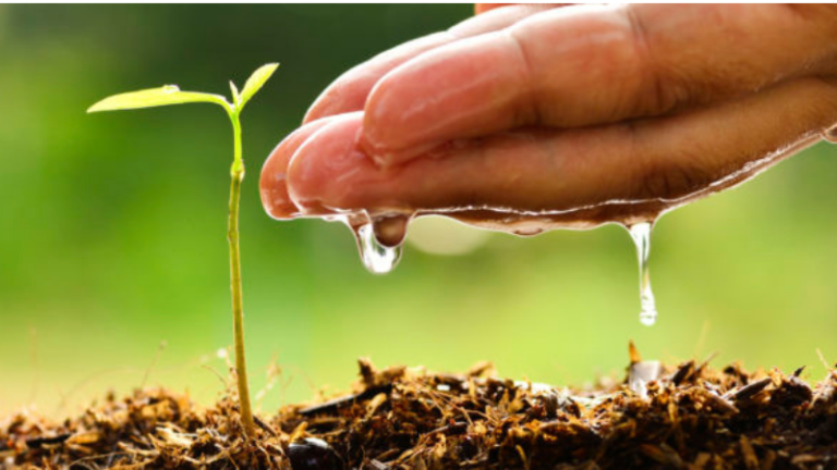 Which Fertilizer Promotes Leaf Growth? How Do You Promote Leaf Growth?