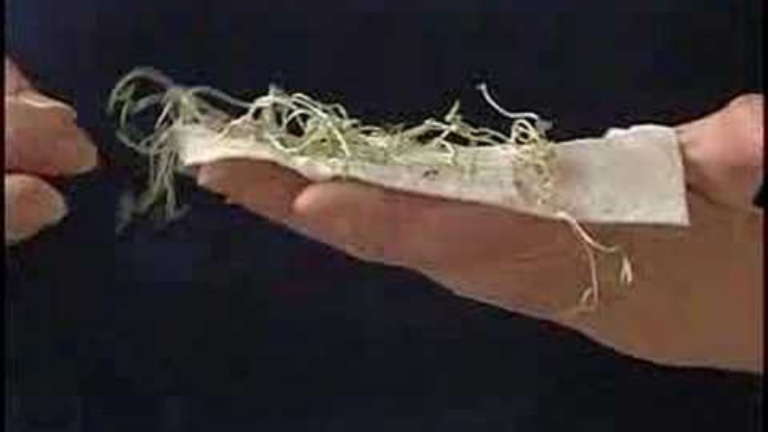 How To Grow Tulsi Plants Outdoors | The Ultimate Guide To Grow Basil